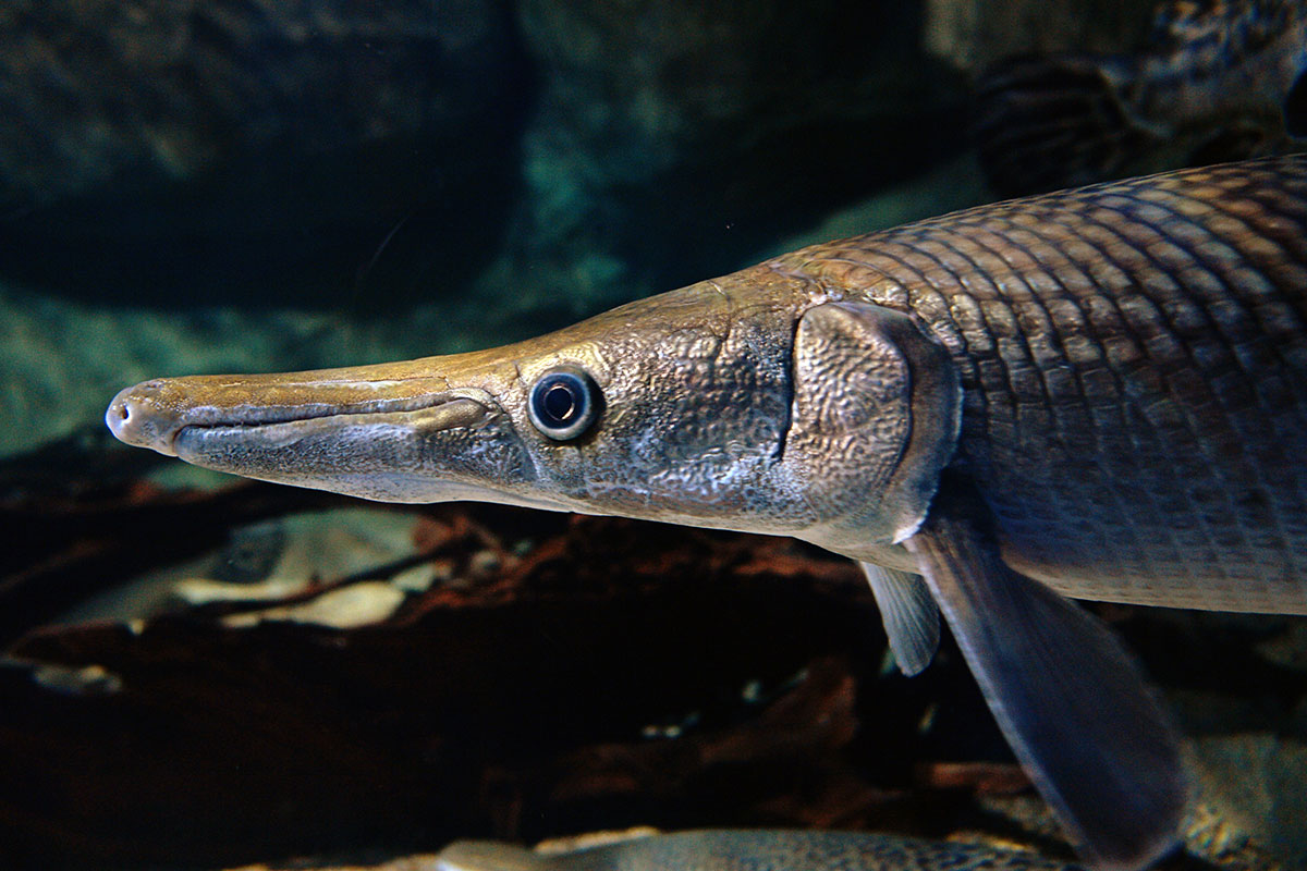 GenFish: Genomic Network for Fish Identification, Stress and Health ...